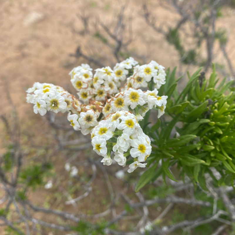 Totoralillo: Santuario de biodiversidad