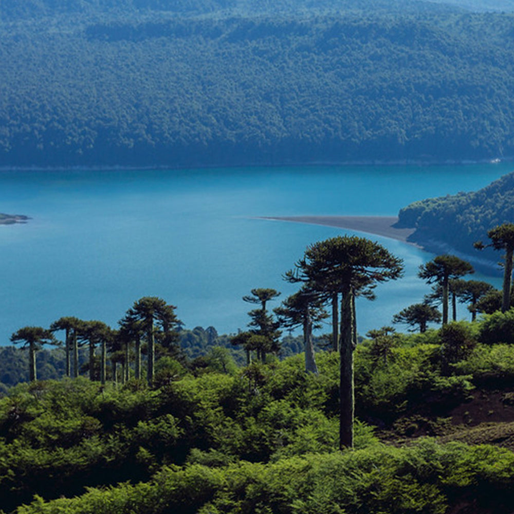 Parque Nacional Conguillío