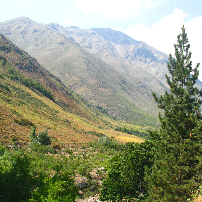 Santuario de la Naturaleza Yerba Loca