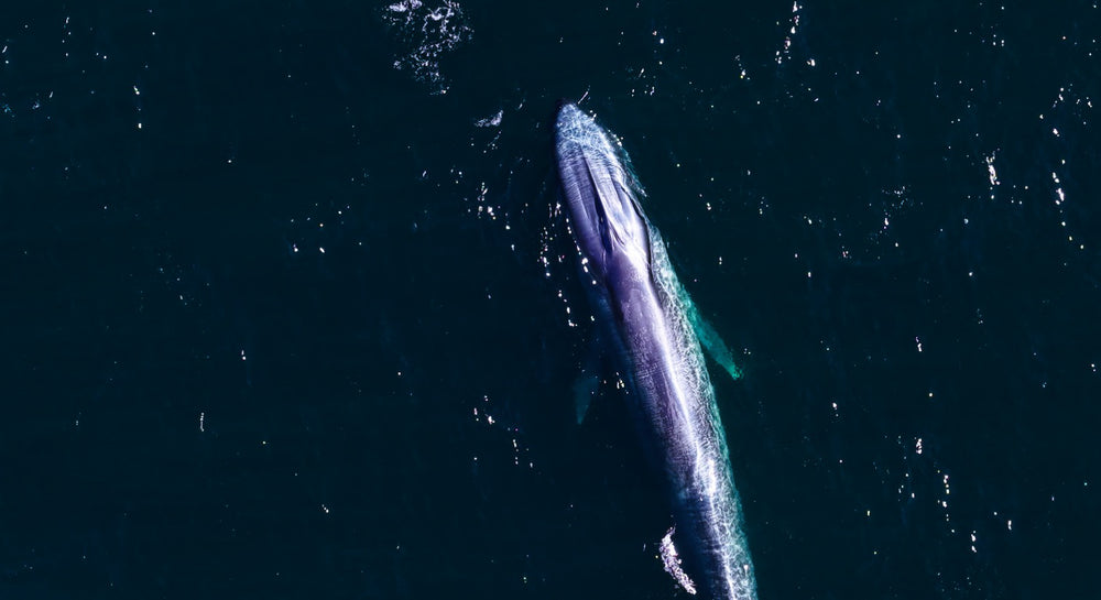 Al encuentro del gigante azul: la Ballena Azul en la costa de Chile